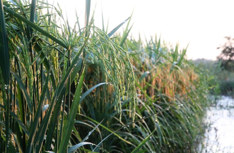 Talley Amusements • Carnival Rides & Midway Magic Across the U.S.